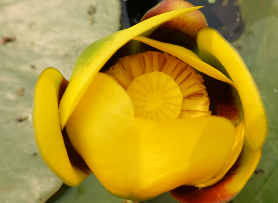 Ms. Gluskin's Blog » CHW3M – World History